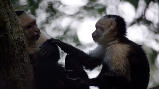 Capuchin Monkeys For Adoption