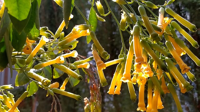 Flores, Amarillo, Rama. Free Stock Video - Pixabay