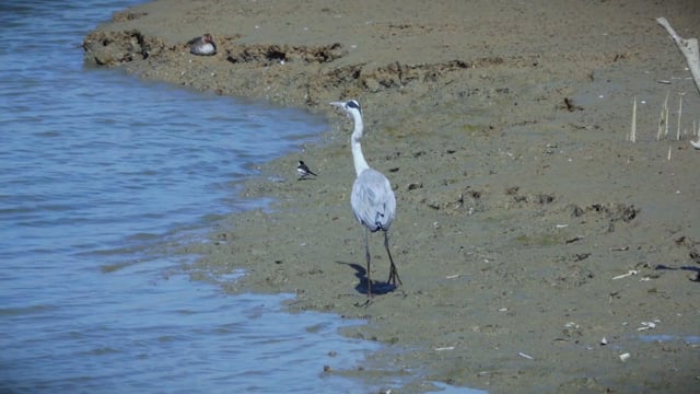 Oiseau Oiseaux En Vol Mise Au - Free video on Pixabay - Pixabay