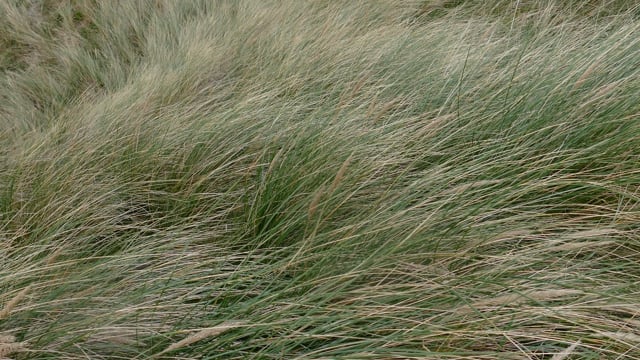 Grass Wind Breeze - Free video on Pixabay
