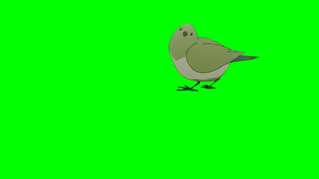 Brid Green Screen - Free video on Pixabay