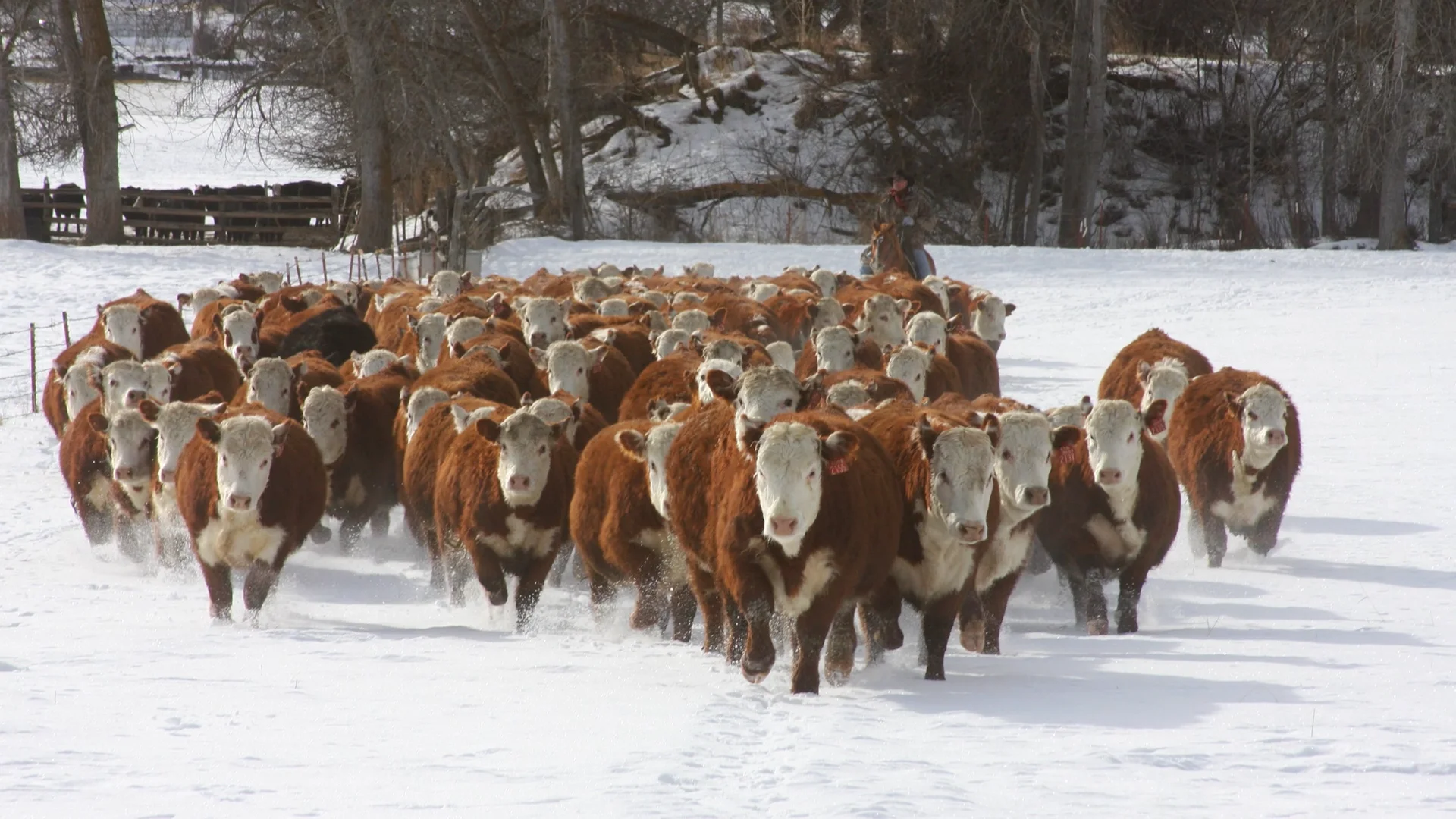 Bob Harrell - Hall of Fame on Vimeo