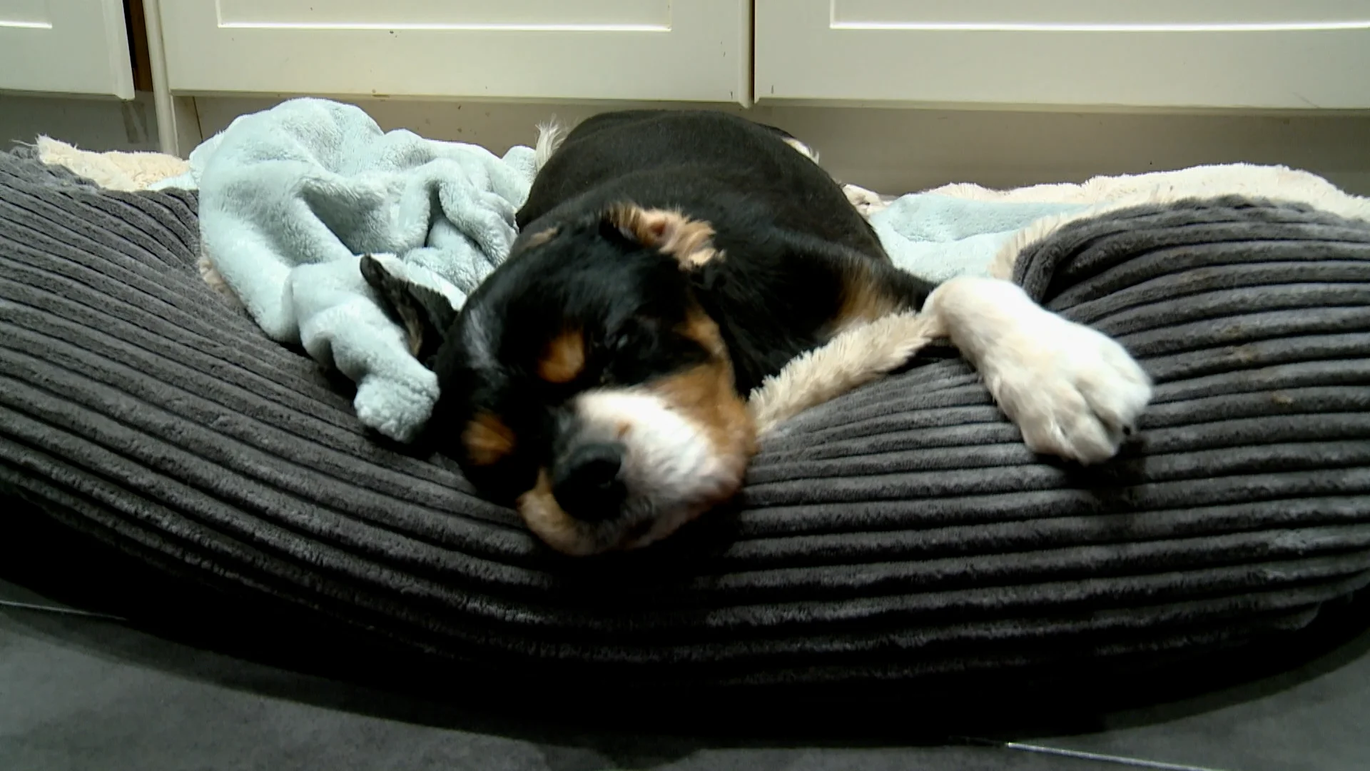 Frum Dogs of Hendon - Documentary on Vimeo