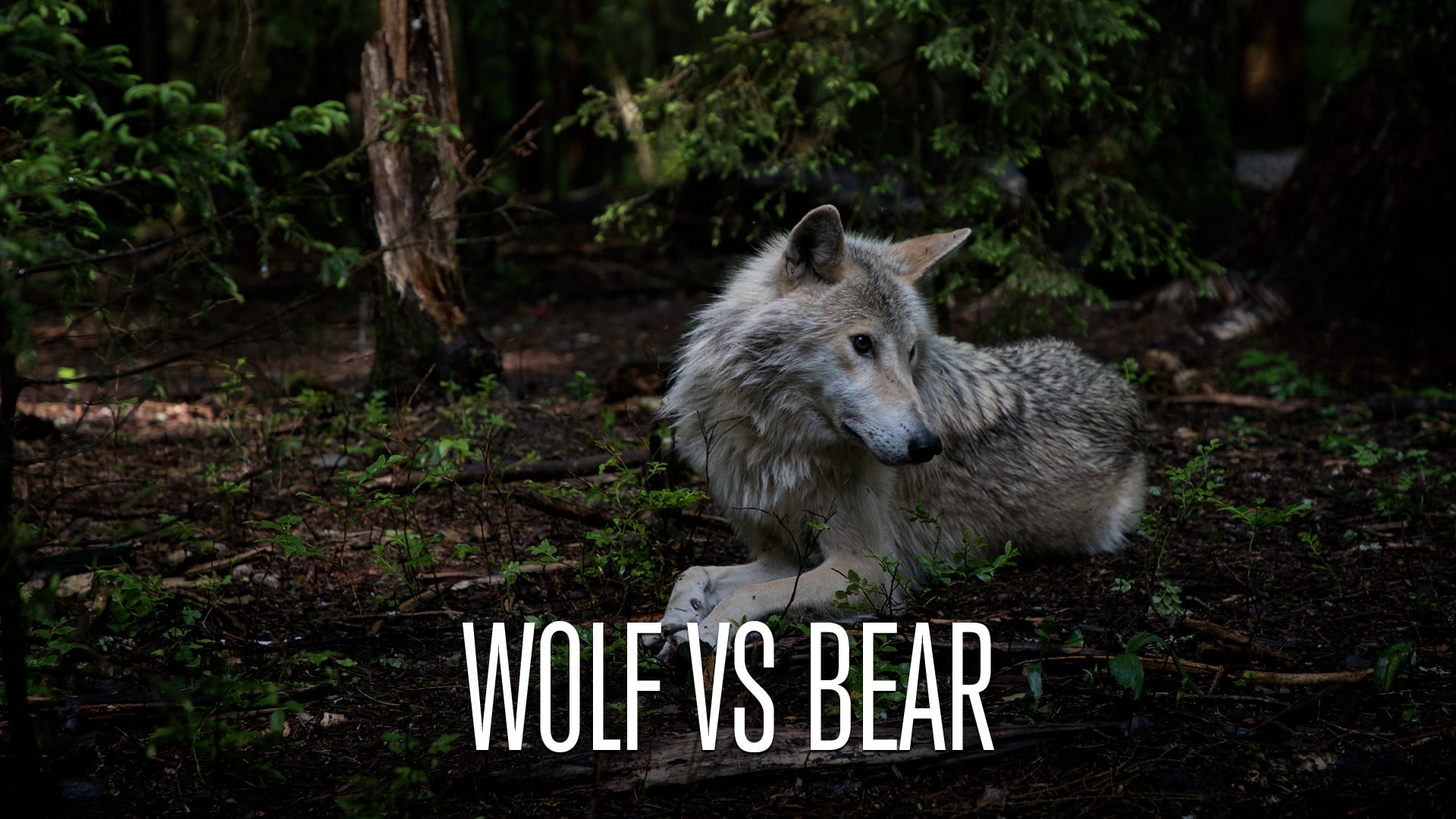 Watch Wolf vs Bear Online | Vimeo On Demand on Vimeo