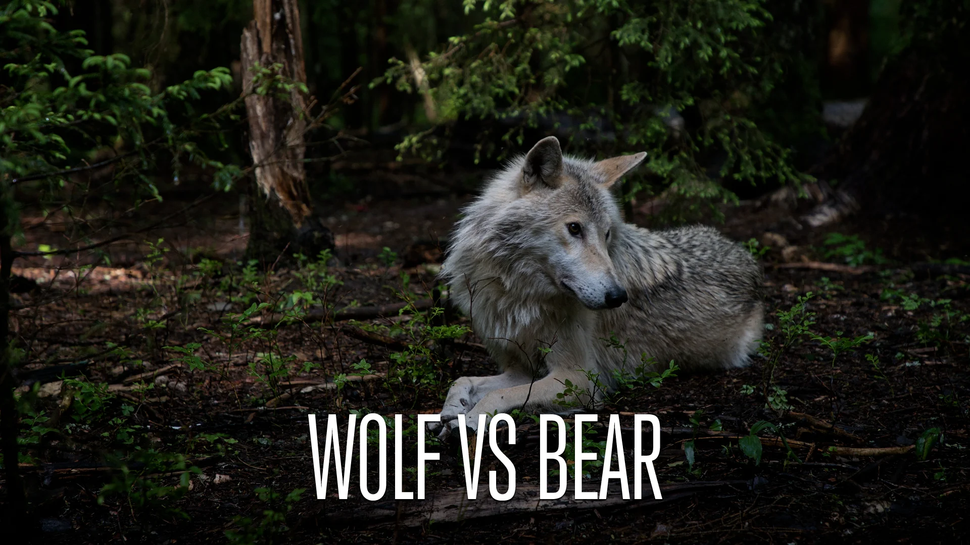 Watch Wolf vs Bear Online | Vimeo On Demand on Vimeo