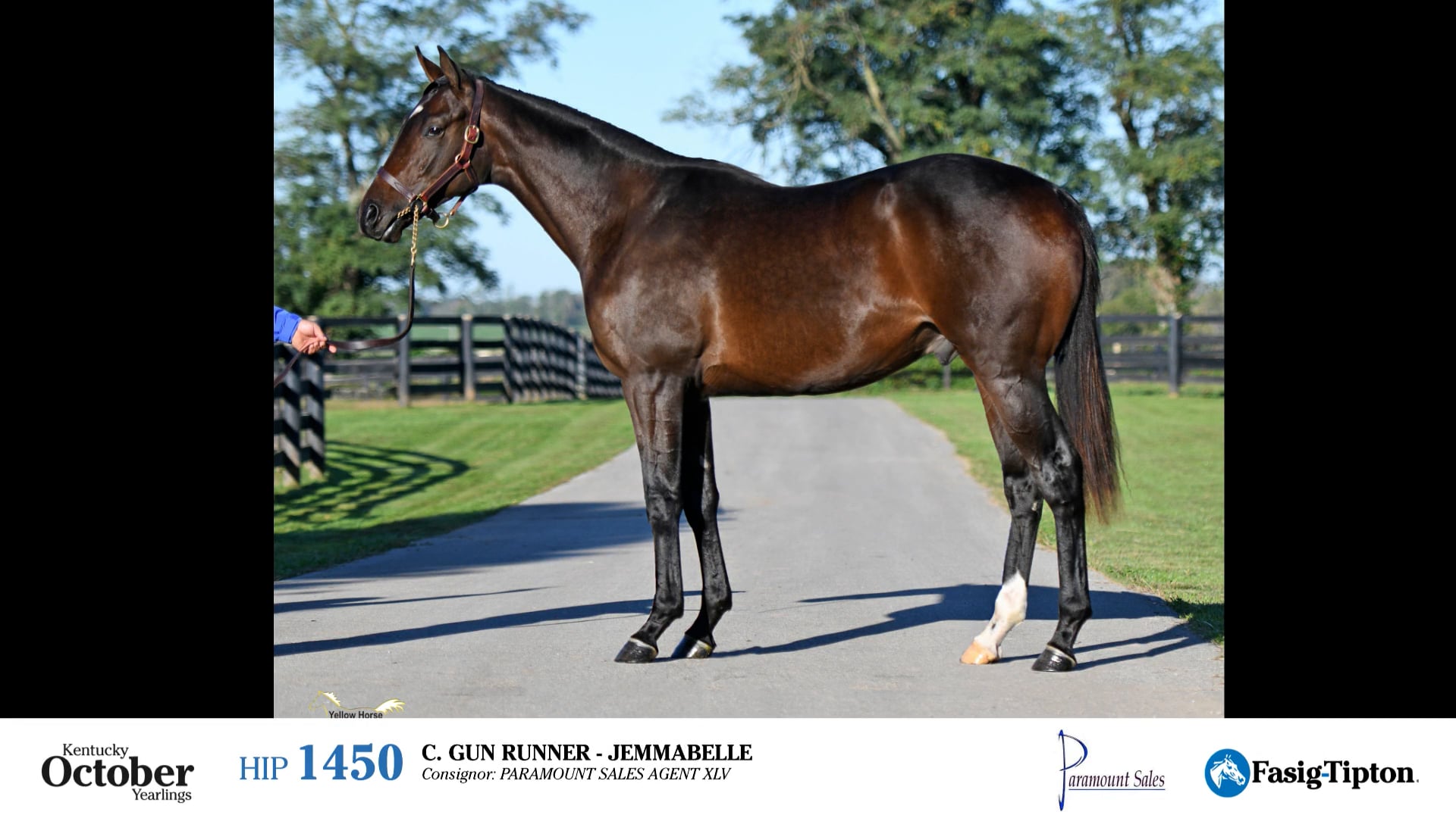 2021 Fasig-Tipton Kentucky October Yearlings: Hip #1450 Gun Runner x ...