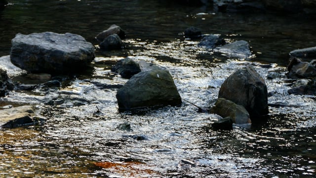 Stream Creek Brook - Free video on Pixabay