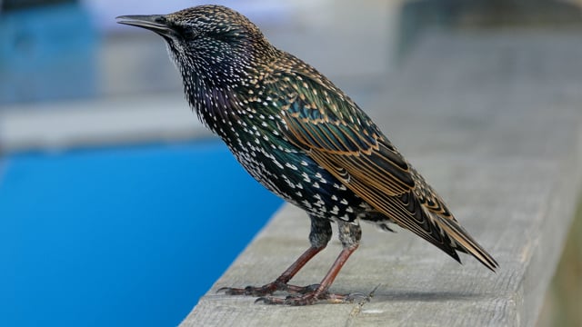 Bird Starling Perched - Free video on Pixabay