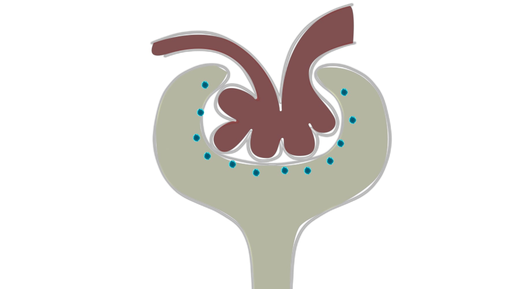 Nephron fun.mov on Vimeo