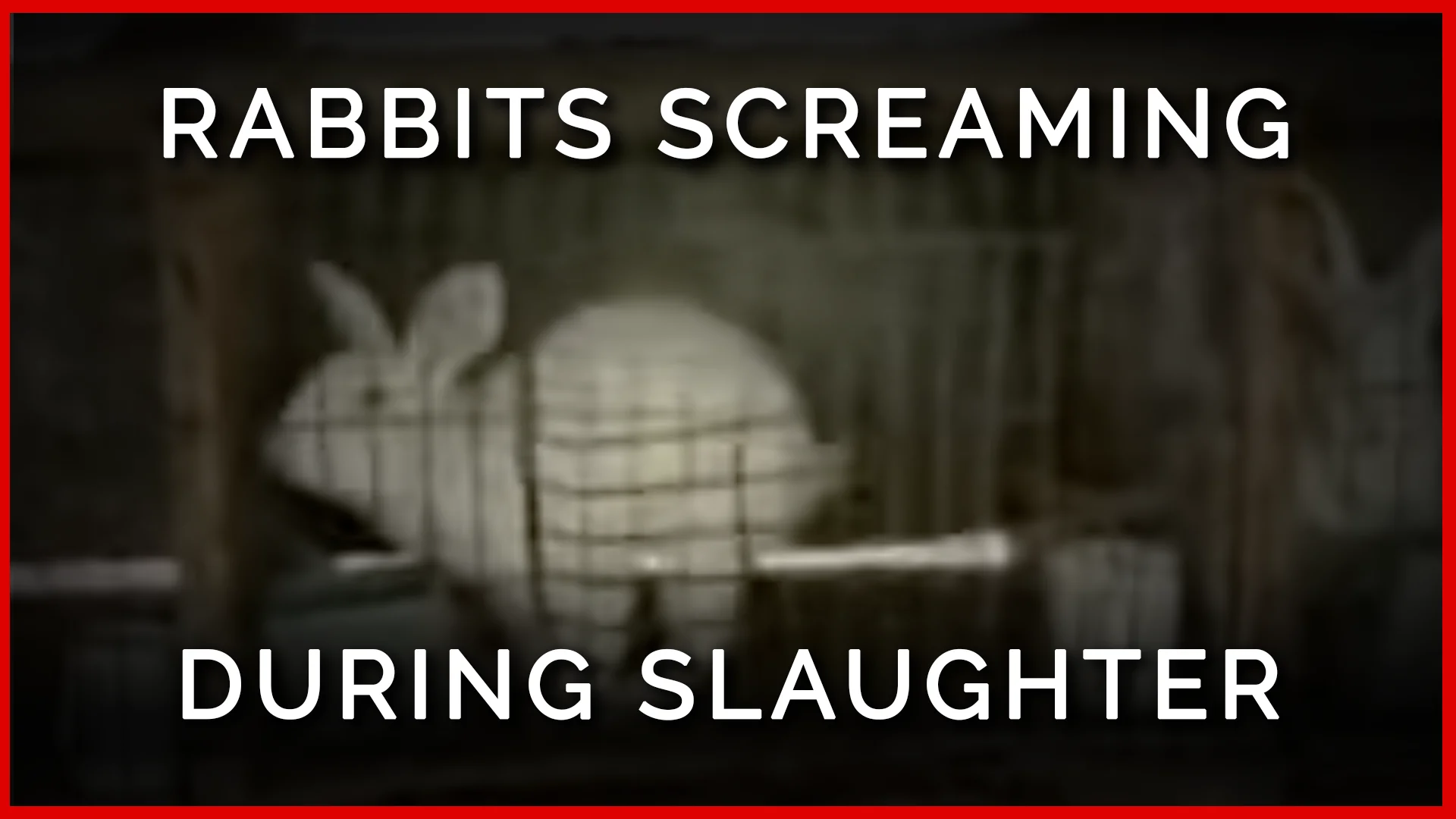 Undercover Footage Shows Rabbits Screaming During Slaughter