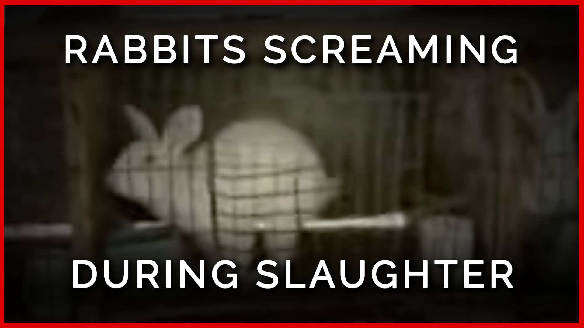 Undercover Footage Shows Rabbits Screaming During Slaughter on Vimeo