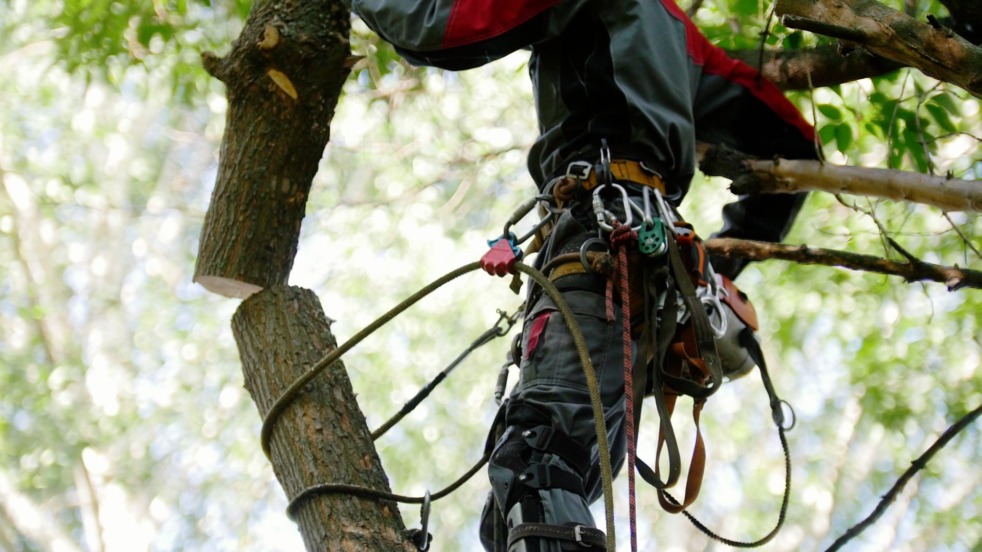 Lemur Tree Aid - Arborist, Tree Service