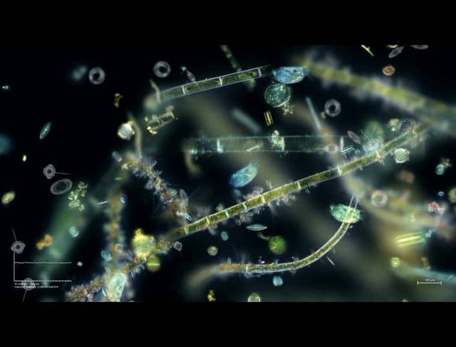 7K: new life form [screen] on Vimeo