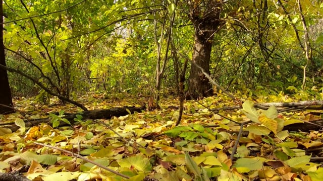 Trees Falling Leaves Autumn - Free video on Pixabay
