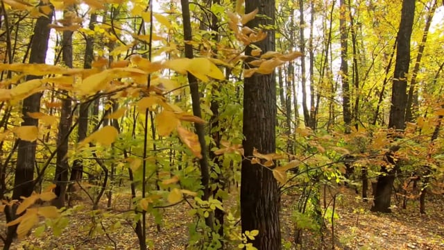 Trees Falling Leaves Autumn - Free video on Pixabay
