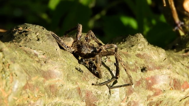 Spider Ants Insects - Free video on Pixabay