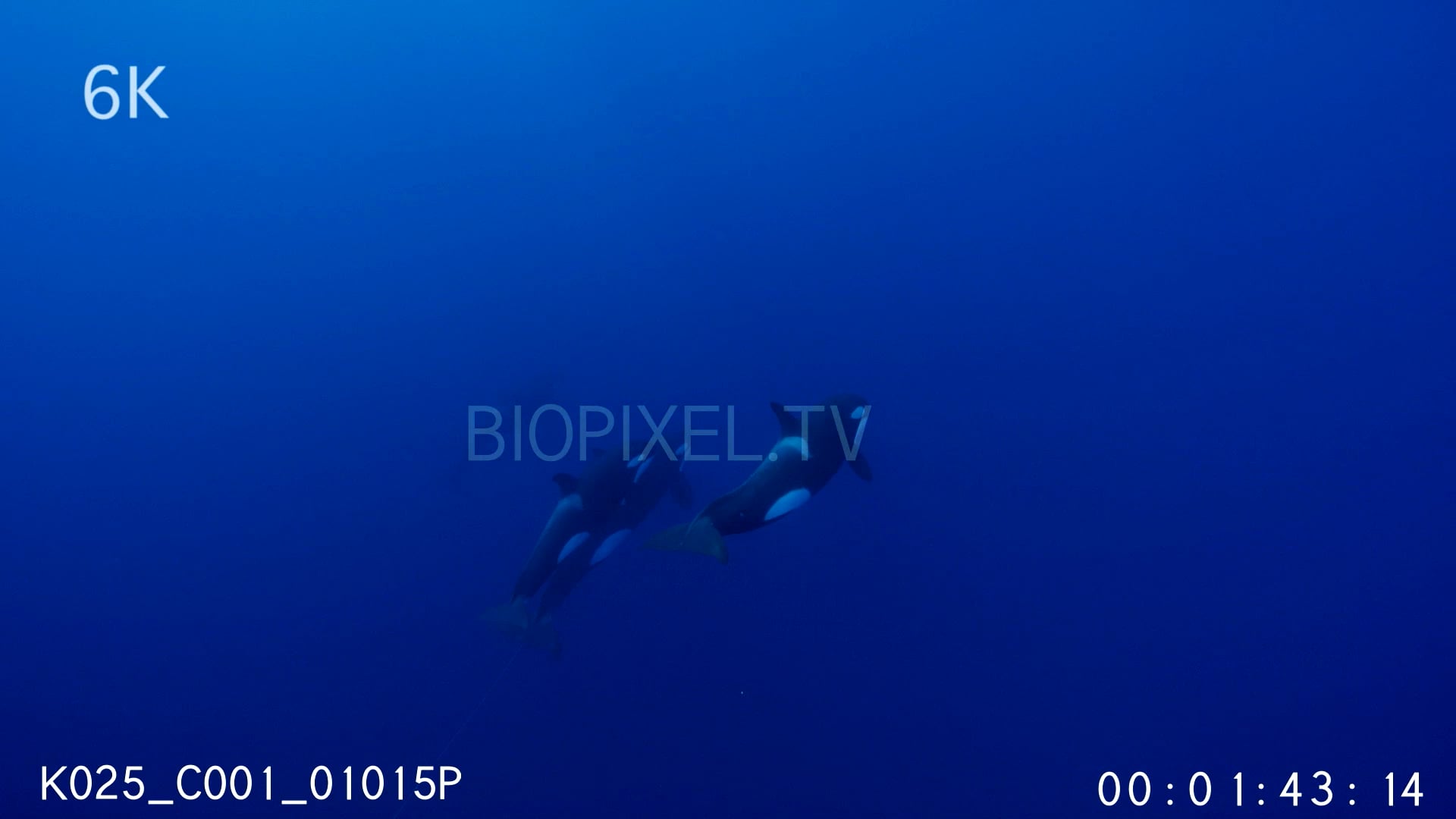 Temperate Waters 4K - Orca pod underwater 6k 8.mov on Vimeo