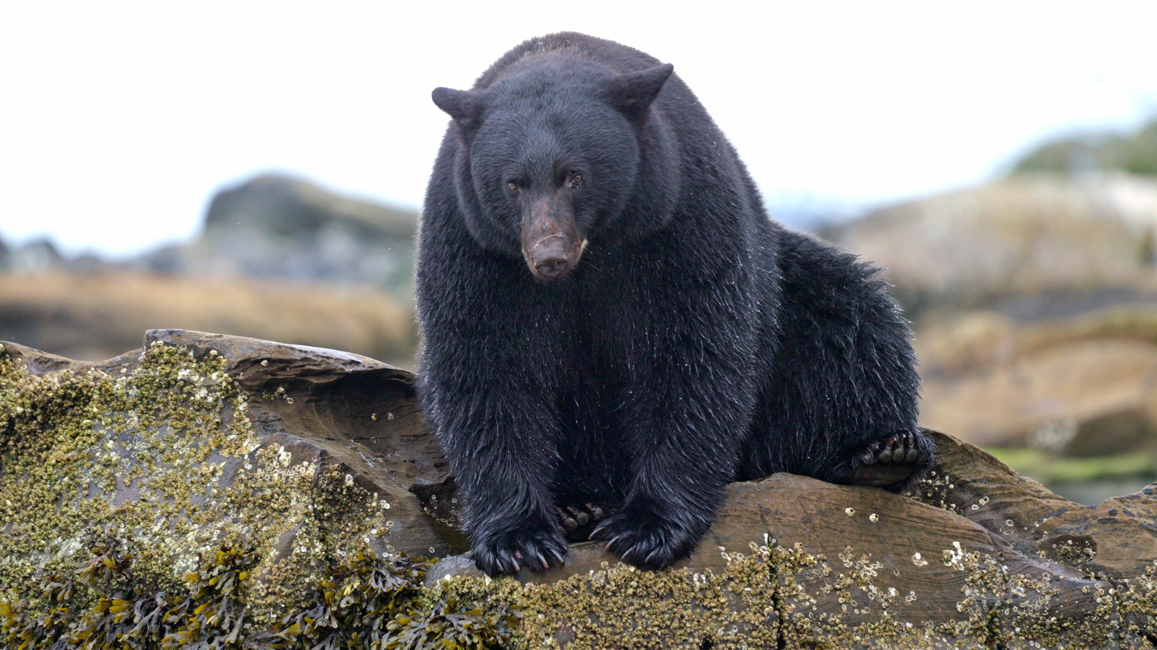 bear_montage_3_BC.MOV on Vimeo