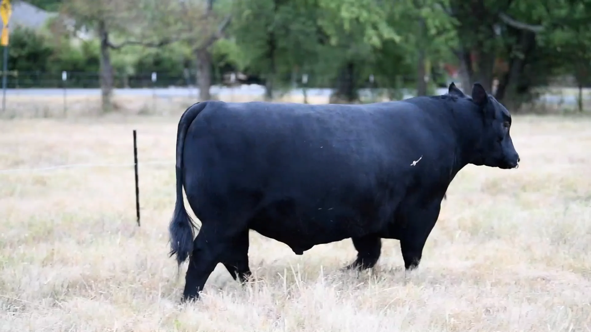 Tracy Johns Bull.mp4 on Vimeo