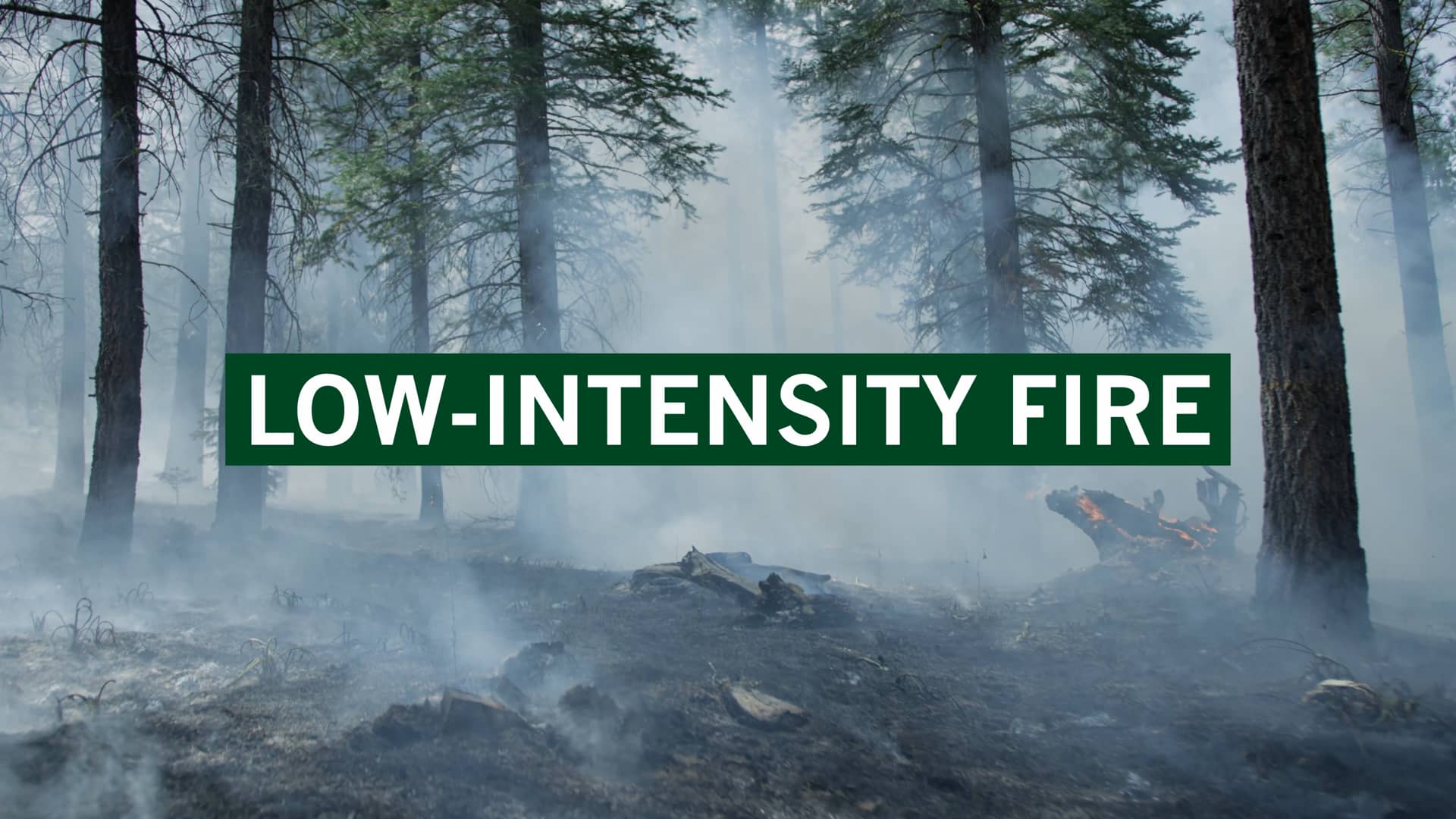 Low Intensity Fire - California FOREST NEWS - Episode #4 on Vimeo