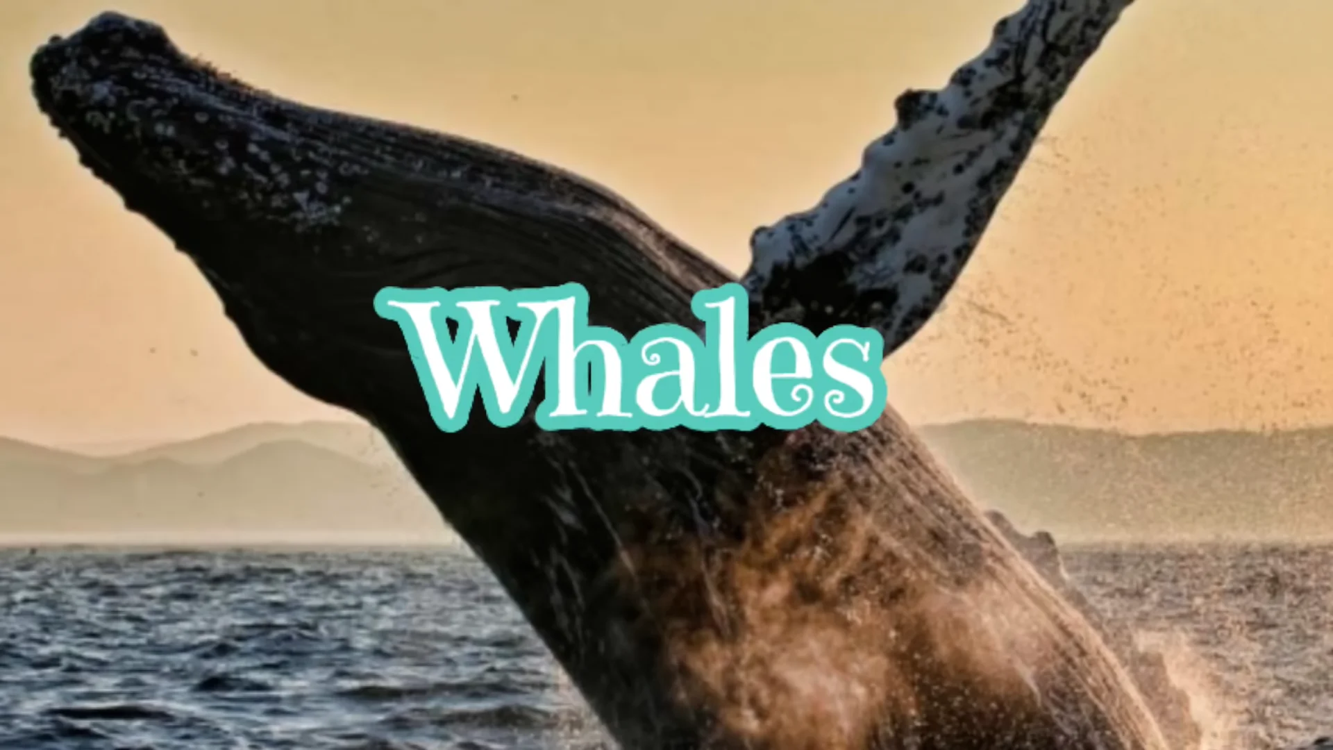 WHALES - learning video for Kids - educational video for children