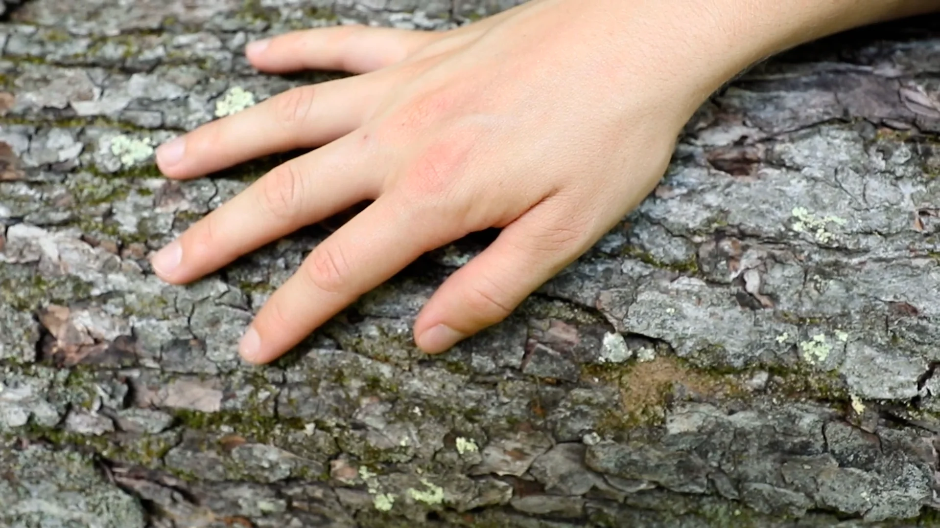 Tree Rest, Inosculation on Vimeo