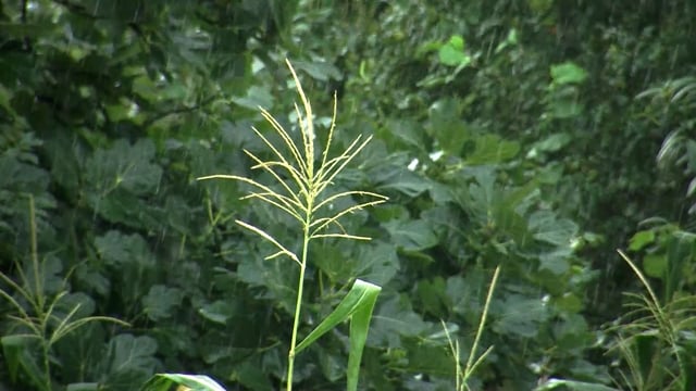 Showers Corn Garden Herb Free Stock Video - Pixabay