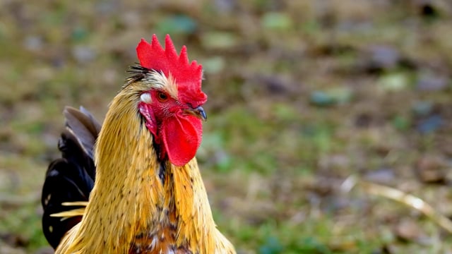 Grifo Pájaro Plumaje - Free video on Pixabay - Pixabay