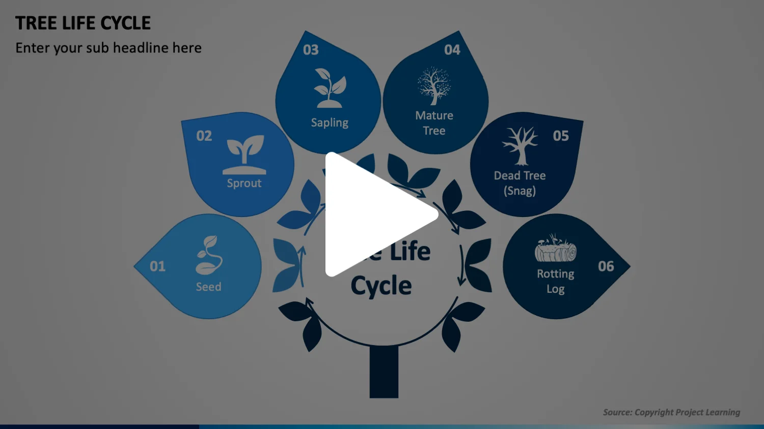 Tree Life Cycle Animated Presentation - SketchBubble on Vimeo