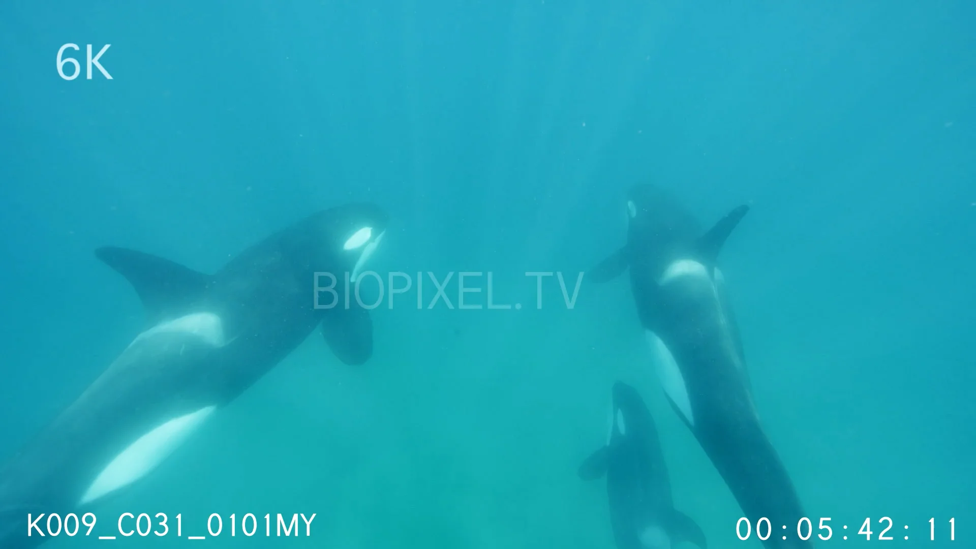 Marine Mammals - Orca pod underwater 6k 5.mov on Vimeo