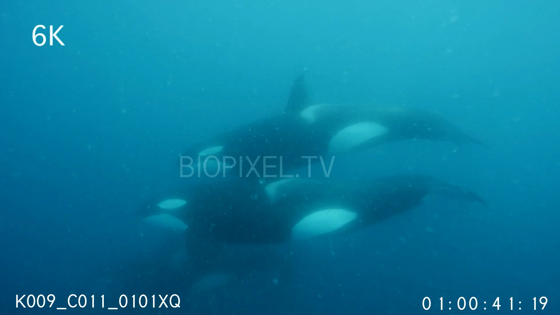 Marine Mammals - Orca pod underwater 6K 3.mov on Vimeo