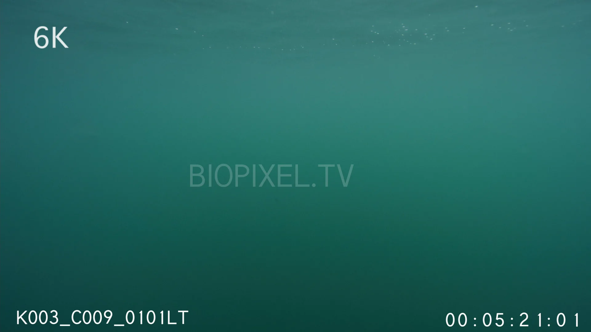 Marine Mammals - Dusky dolphins 6K 3.mov on Vimeo