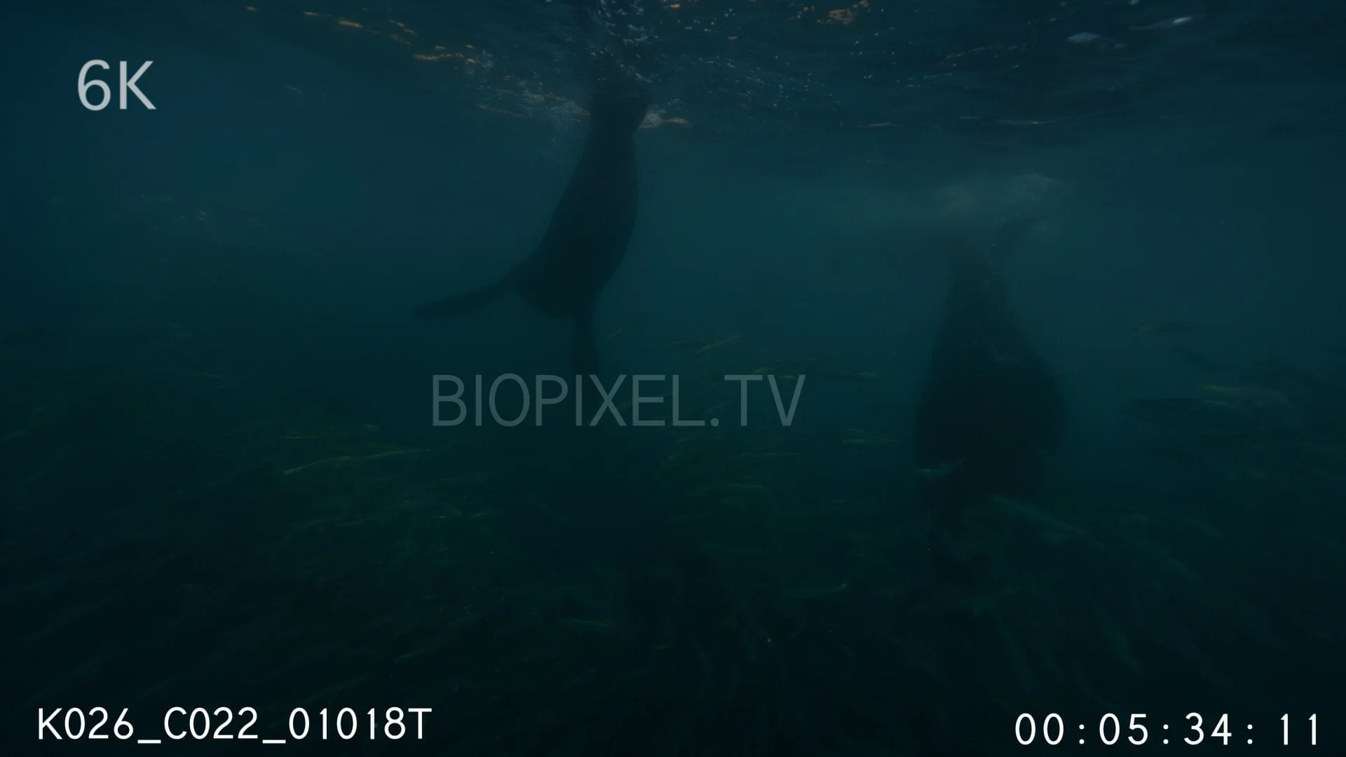 4k Dusky Dolphin - Dusky dolphins and new zealand fur seals feeding on ...