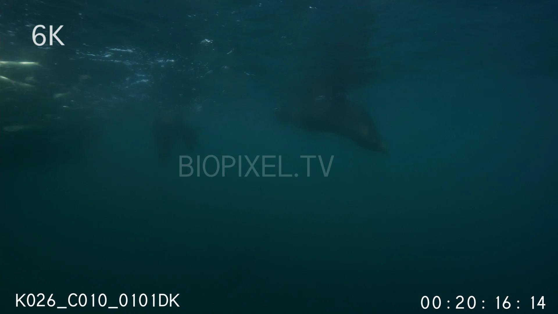 Temperate Waters 4K - Dusky dolphins and new zealand fur seals feeding ...