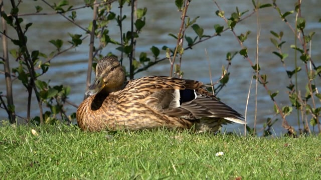 Duck Mallard Bird - Free video on Pixabay