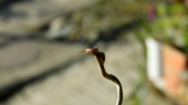 Insect Slug Worm - Free video on Pixabay