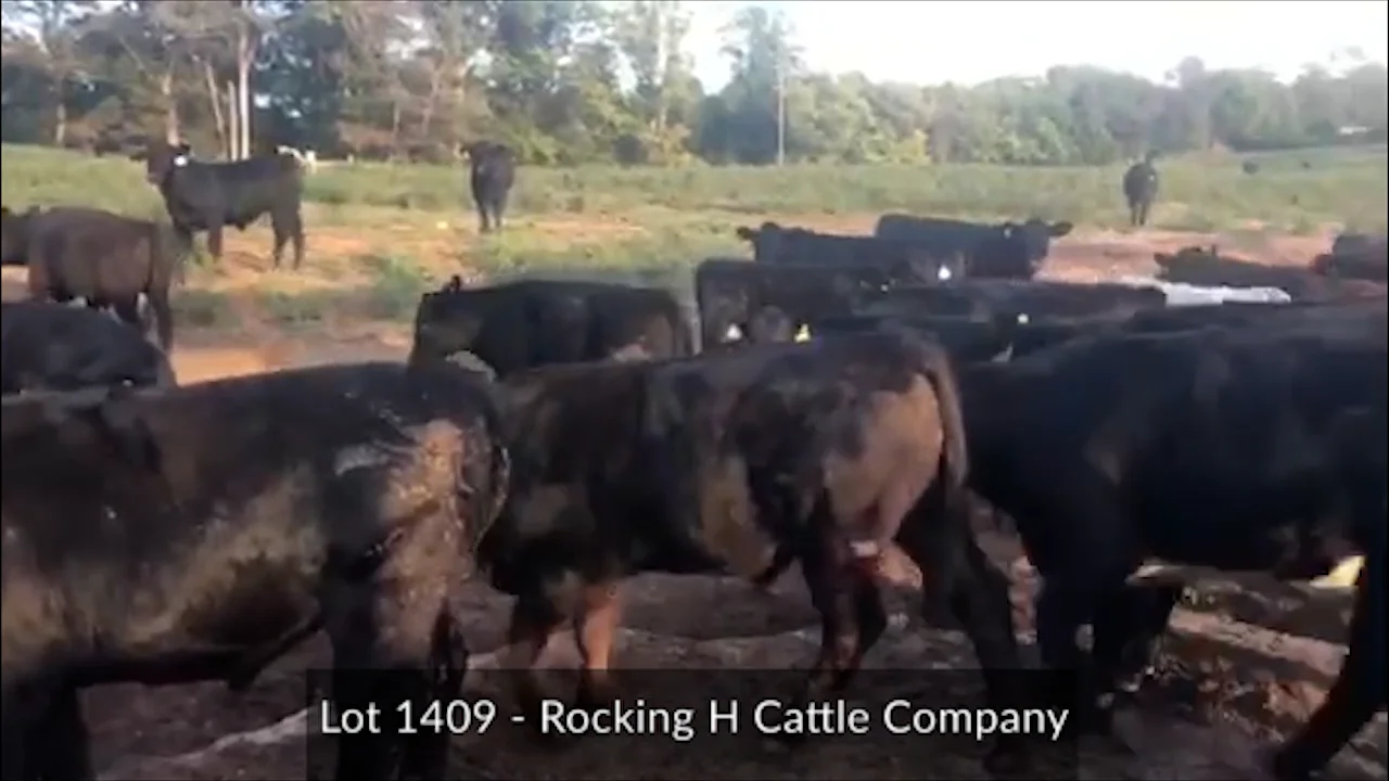 1409-Rocking H Cattle on Vimeo