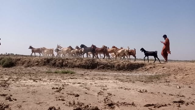 Goat, Mammal, Ruminant. Free Stock Video - Pixabay