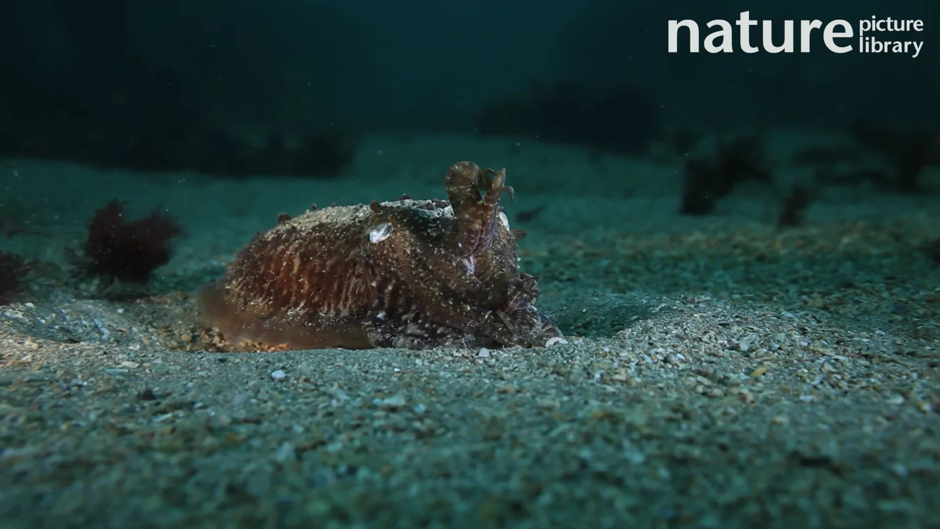 Common cuttlefish hunting, filmed at night, Sark, British Channel ...