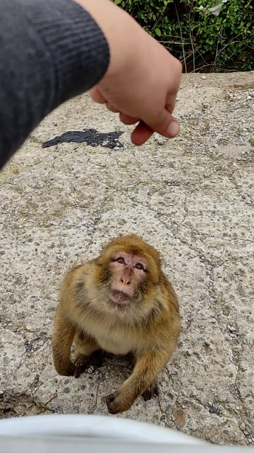 Wildlife, Mammel, Animal. Free Stock Video - Pixabay