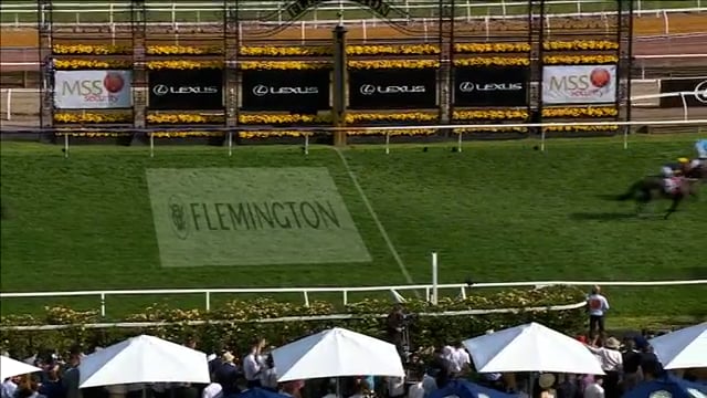 I Am Invincible - Stallion | Breednet