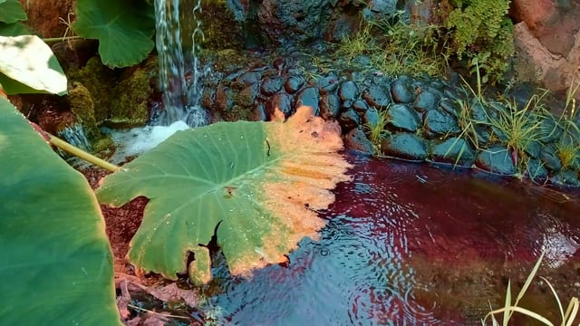 Spring Well Waterfall - Free video on Pixabay
