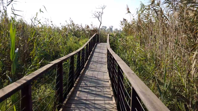 Hula Valley, Nature, Nature Reserve. Free Stock Video - Pixabay