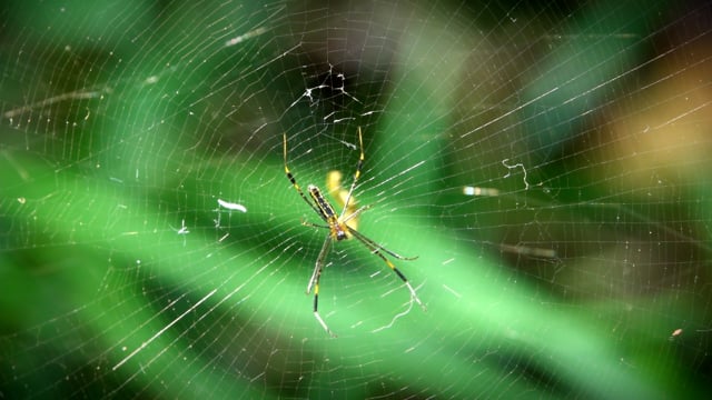 Spider, Spider Web, Insect. Free Stock Video - Pixabay