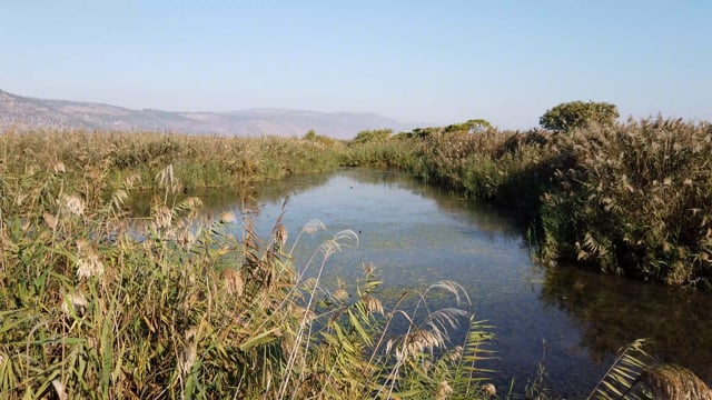 Hula Valley Nature Reserve - Free video on Pixabay