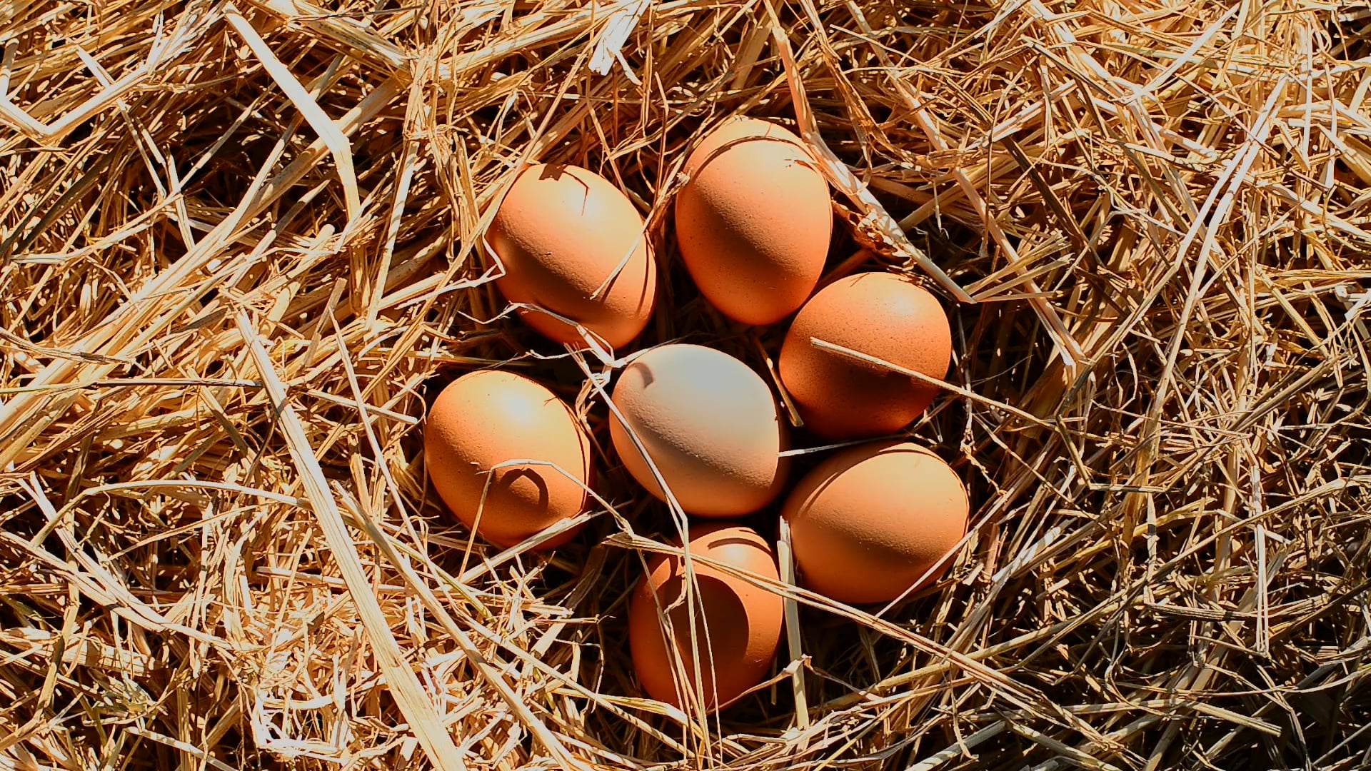 Helpful Hens_Website_Video on Vimeo