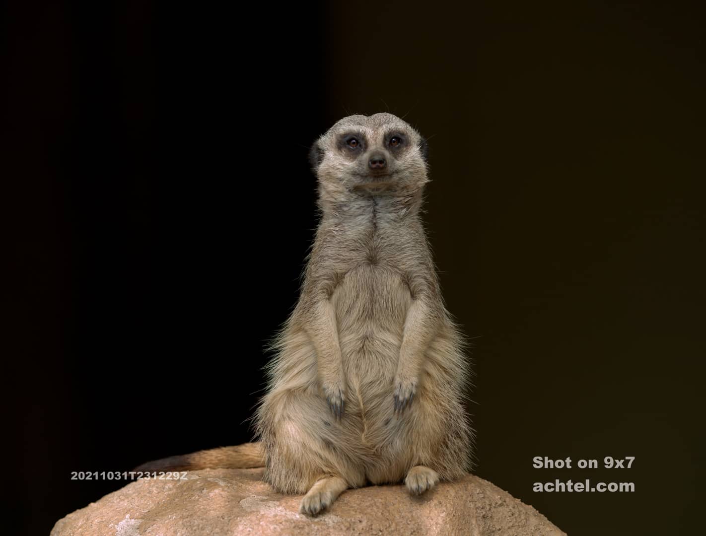 Meerkat shot with ACHTEL 9x7 and Sigma ART 135mm T2 on Vimeo