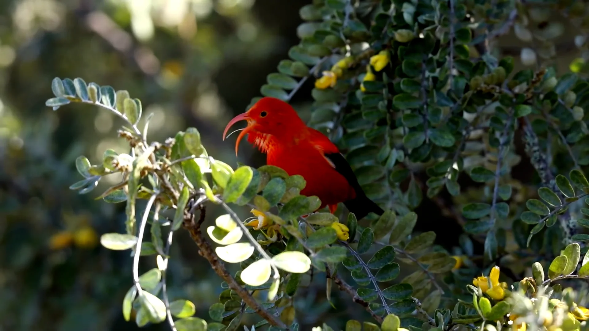 I’iwi & Hawaii’s Native Birds Need Our Help on Vimeo