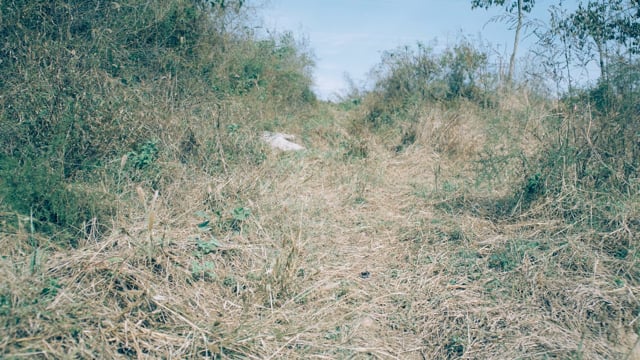 Grass Hillside Withers - Free video on Pixabay