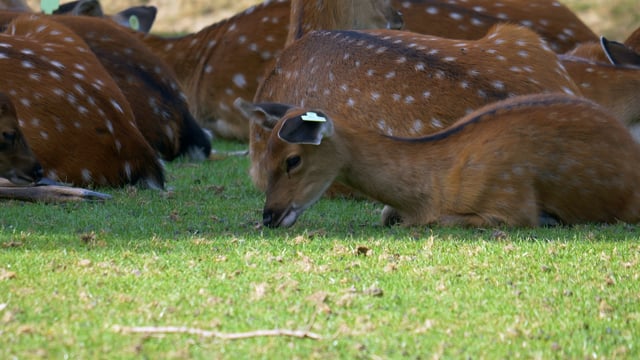 Go Herd Leigen Free Stock Video - Pixabay